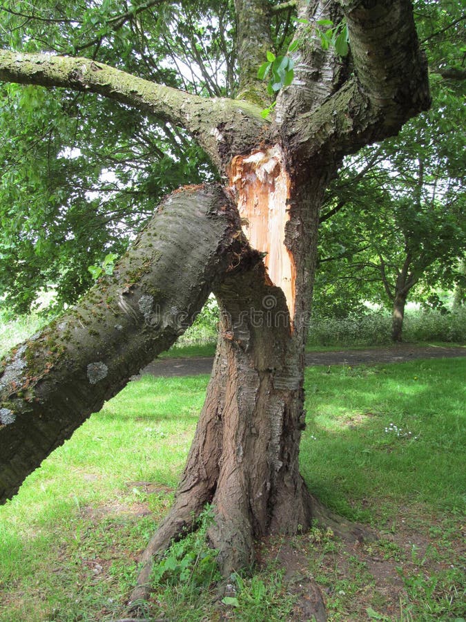 Broken Tree stock photo. Image of tree, exposes, background - 54635006