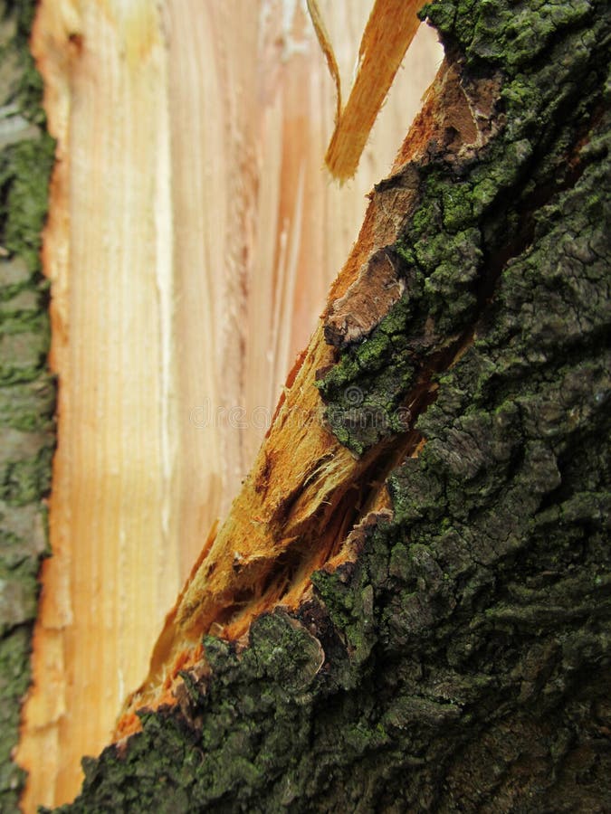 Broken Tree stock photo. Image of tree, diseased, trunk - 54635344