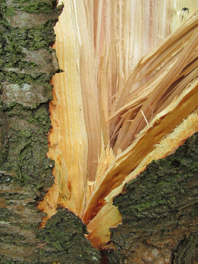 Broken Rotten Cherry Tree Branch Stock Photos - Free & Royalty-Free ...