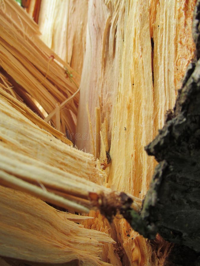 Broken Tree stock photo. Image of torn, nature, broken - 54635766