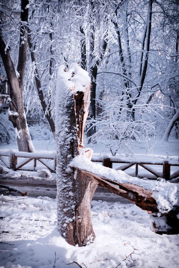 Broken tree after snowfall stock image. Image of hurricane - 240062111