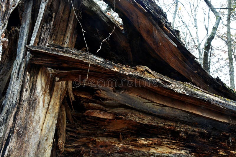 Broken tree stock photo. Image of detail, woods, broken - 103959802