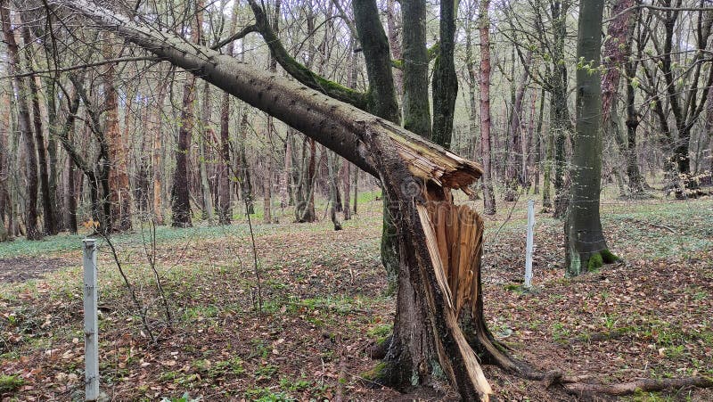 Broken Tree Split at Trunk in Quiet Forest Clearing Stock Photo - Image ...
