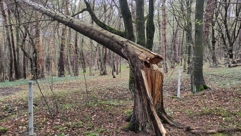 Broken Tree Split at Trunk in Quiet Forest Clearing Stock Photo - Image ...