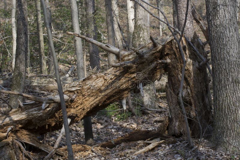 Large broken tree stock image. Image of nature, river - 124892663