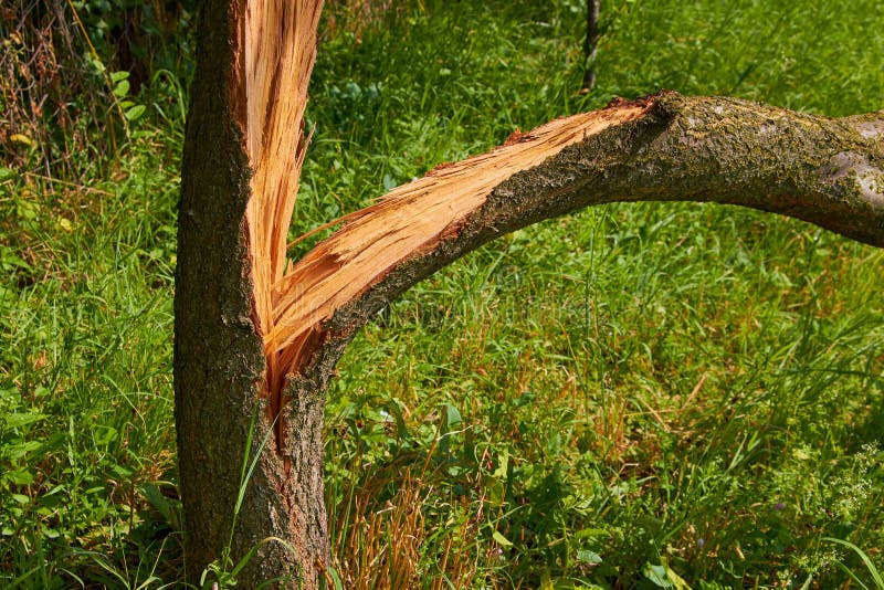 Broken Tree Stem,storm Damage in a Tree Garden Stock Photo - Image of ...
