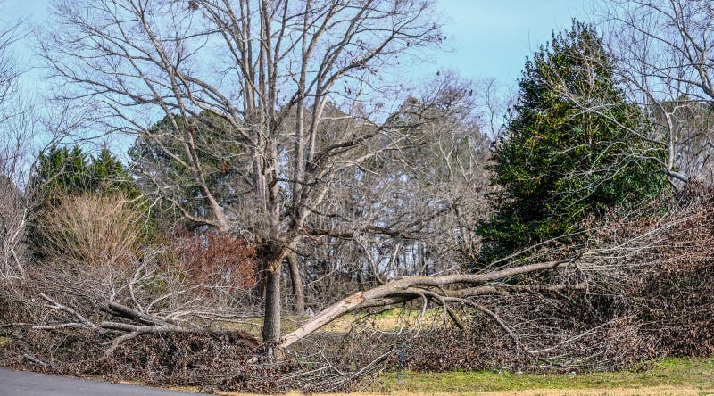 Broken Tree from Storm Damage Stock Photo - Image of wood, outdoor ...