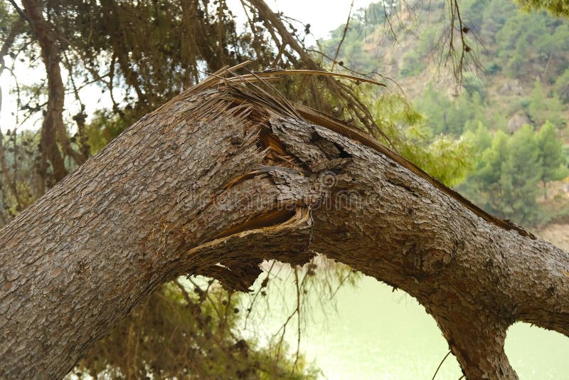 Broken Tree after Storm, Damaged Forest, Natural Disaster, Ecology ...