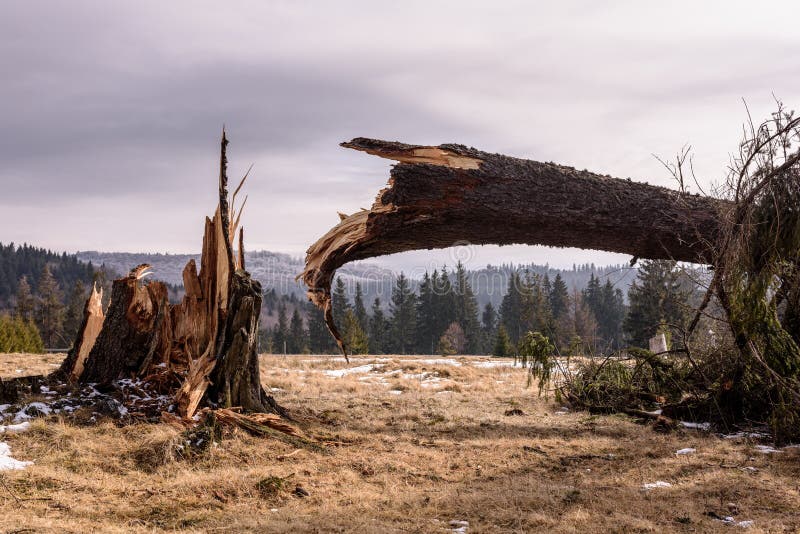 Broken Tree after the Storm. Stock Photo - Image of danger, spruce ...