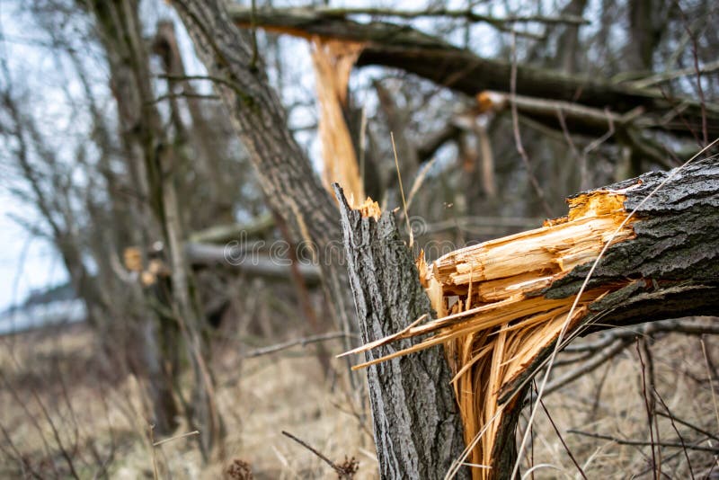 Broken Tree after a Strong Gale Stock Image - Image of tree, park ...