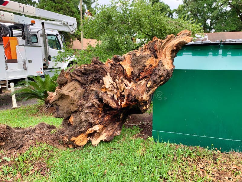 Broken tree stump stock photo. Image of fractured, rural - 250039220