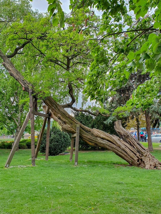 A Broken Tree Supported from Falling Down by Special Construction ...
