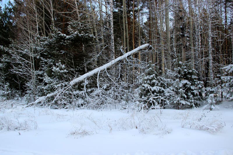 Broken Tree in a Thicket of the Winter Forest. Stock Photo - Image of ...