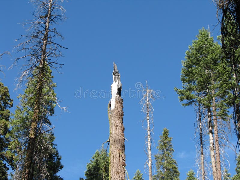 Broken tree top stock image. Image of tree, blue, june - 43816895