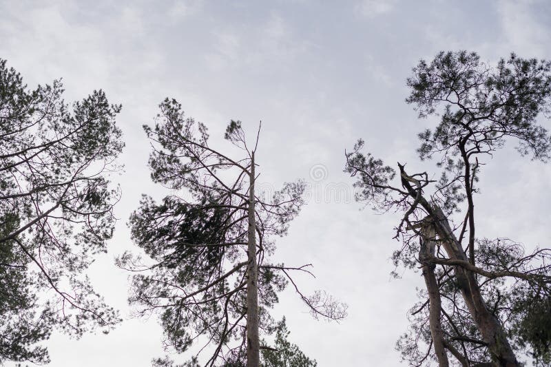 Broken Tree Tops of Pine Trees on Sky Background Stock Image - Image of ...