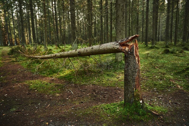 Broken Tree Trunk in Pine Forest Stock Photo - Image of aged ...