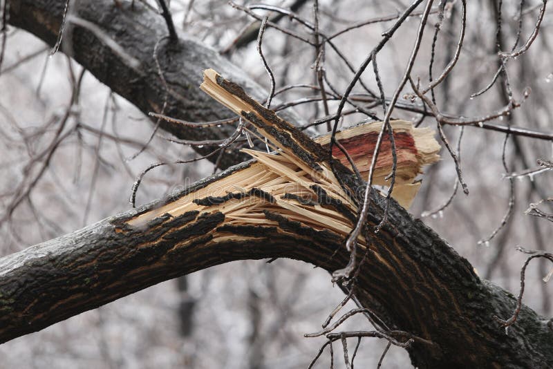 Broken Tree Branches on the Sidewalk Due To the Weight of the Ice after ...