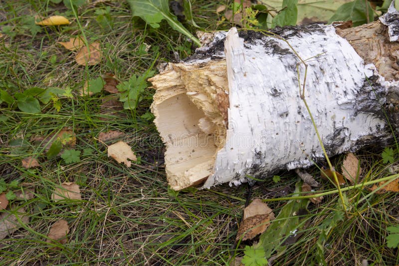 Broken Tree Trunk in a Clearing in the Forest Stock Image - Image of ...