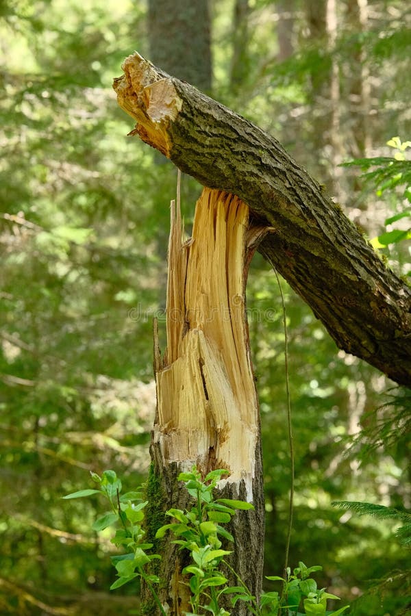 Broken Tree Trunk in the Forest. Fallen Pine Tree Stock Image - Image ...