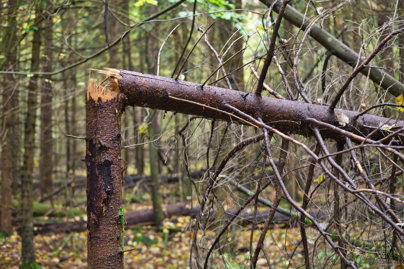 Broken Tree Trunk in the Forest. Fallen Pine Tree Stock Photo - Image ...