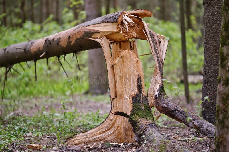 Broken Tree Trunk in the Forest. Fallen Pine Tree Stock Image - Image ...