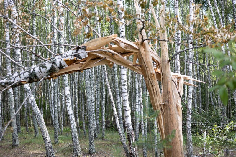 A Broken Tree Trunk in the Forest after a Strong Hurricane Wind. the ...