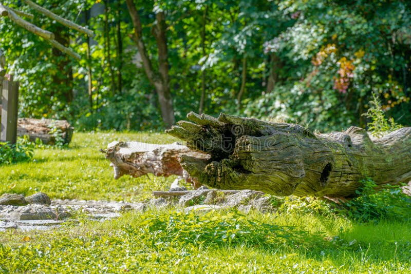 Broken Tree Trunk on a Green Grass in the Forest on a Sunny Day Stock ...