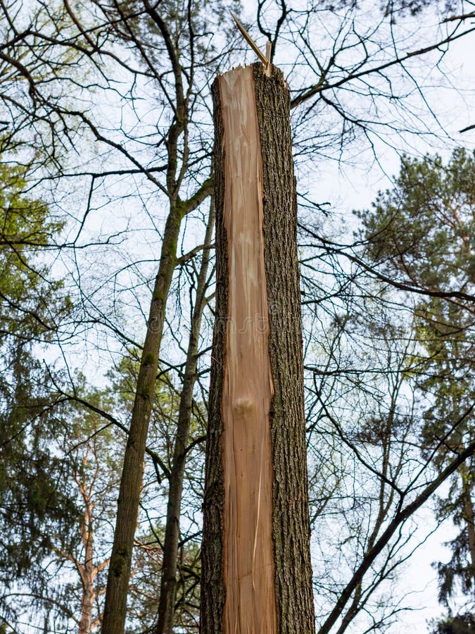 Broken Tree Trunk in Half when Another Tree Falls Stock Image - Image ...
