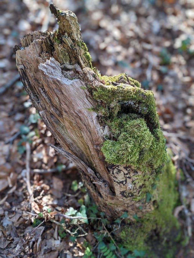 Broken Tree Trunk with Moss on it Stock Photo - Image of shattered ...