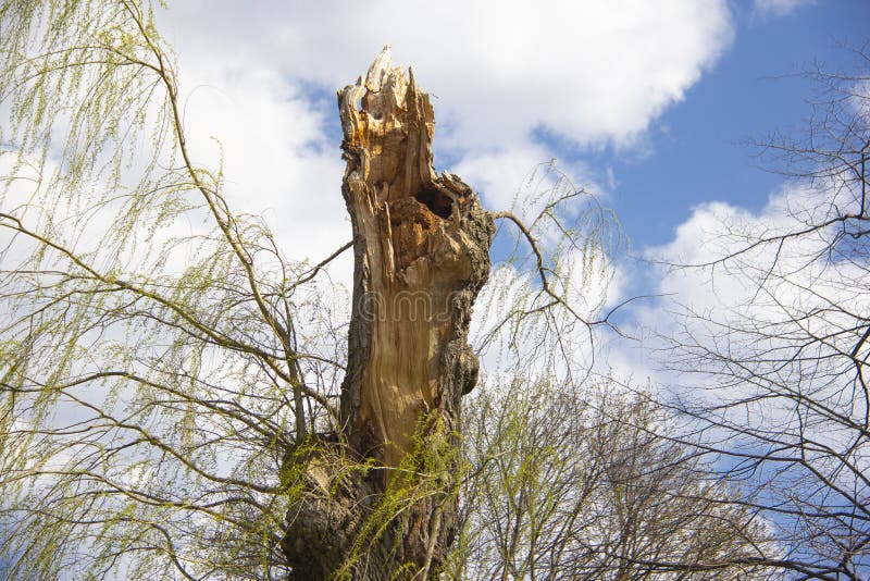 Broken Tree Trunk in Spring Stock Image - Image of nature, autumn ...