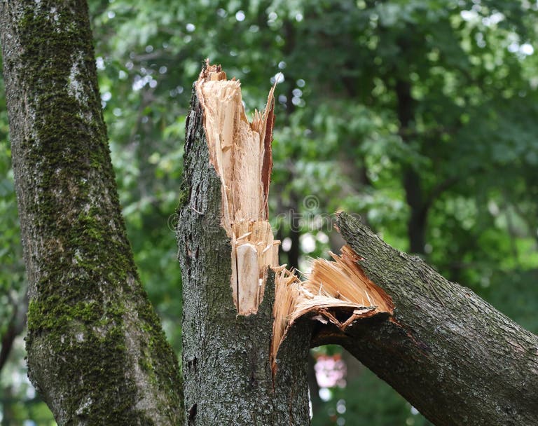 Broken Tree Trunk after a Storm Stock Image - Image of tree, hurricane ...