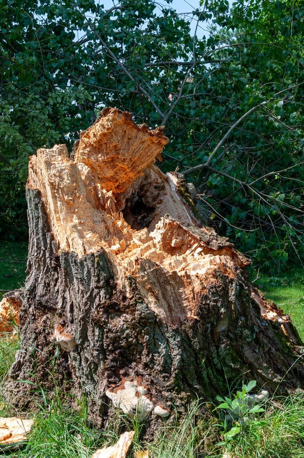 Broken Tree Trunk by a Storm Stock Image - Image of damaged, green ...
