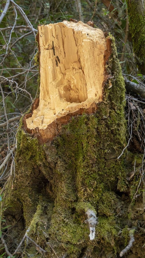 A Trunk Stump from a Tree Sticks Out of the Ground in a Field ...