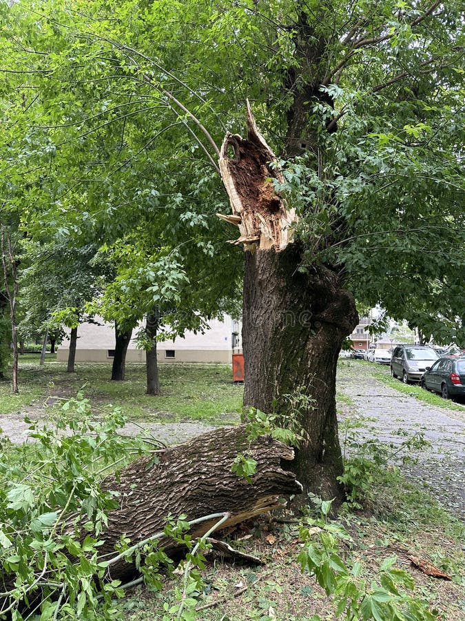 Broken Tree Trunk after a Thunderstorm Stock Image - Image of brown ...
