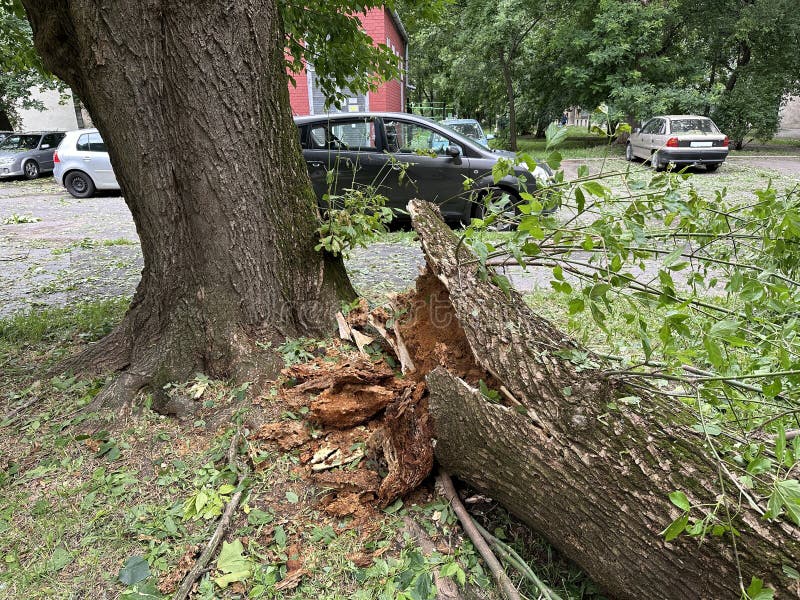 Broken Tree Trunk after a Thunderstorm Stock Image - Image of broken ...