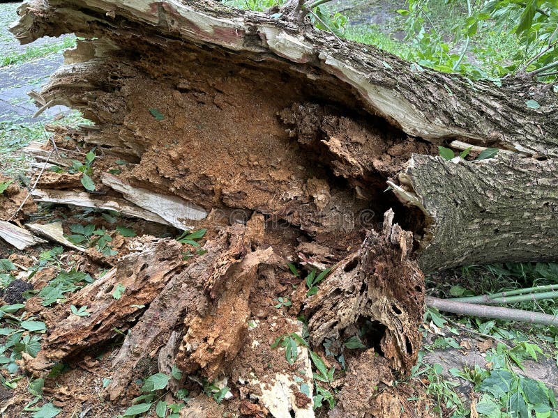 Broken Tree Trunk after a Thunderstorm Stock Image - Image of damage ...