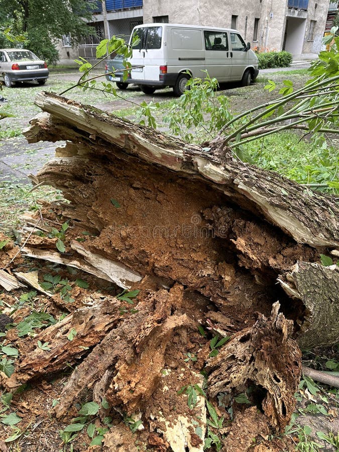 Broken Tree Trunk after a Thunderstorm Stock Image - Image of damage ...