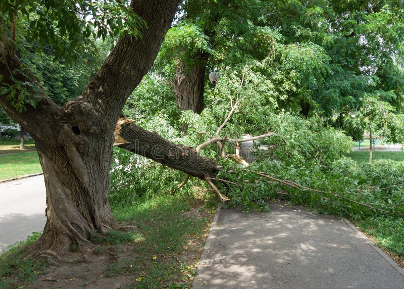 Broken Tree Trunk after Thunderstorm Hurricane in the Park. Wind Broke ...