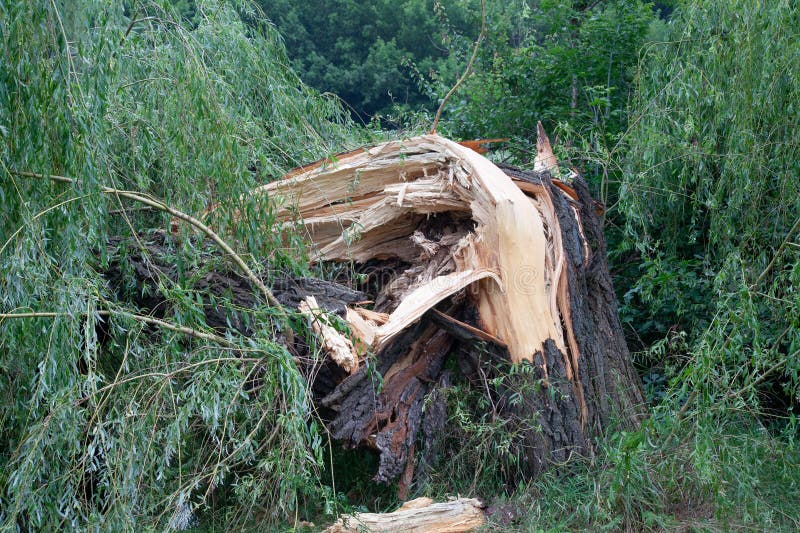 Broken Tree Trunk after Thunderstorm Hurricane in the Park. Wind Broke ...