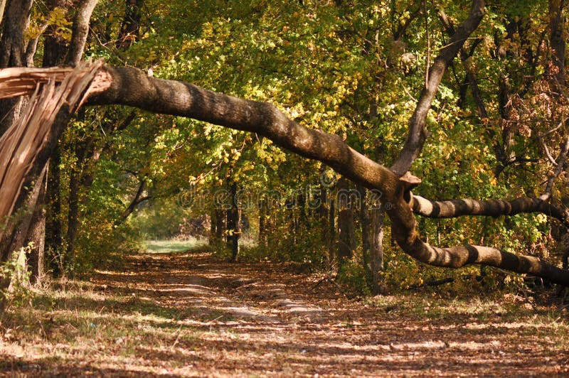 Broken tree trunk stock image. Image of break, large - 101885015