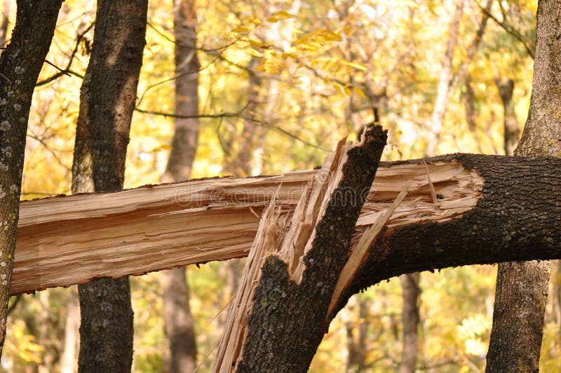 Fallen tree is bushland stock image. Image of tree, large - 80884661