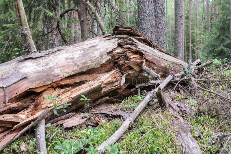 Broken tree trunk stock photo. Image of colors, nature - 62644692