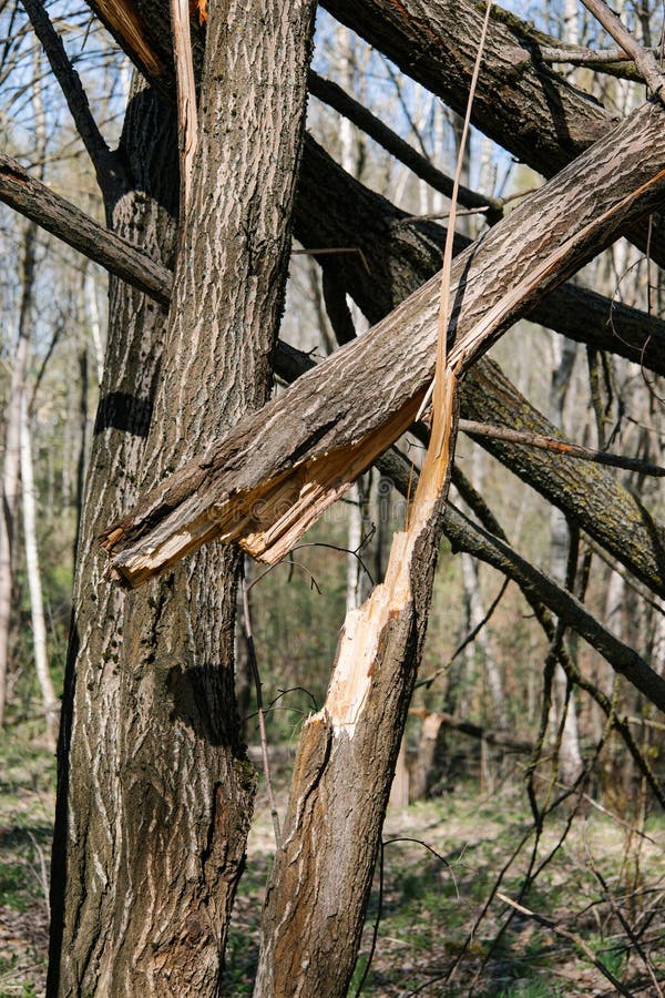 Broken Tree Trunk after by the Wind in the Forest. Consequences of a ...