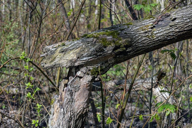 Broken Tree Trunk after by the Wind in the Forest. Consequences of a ...
