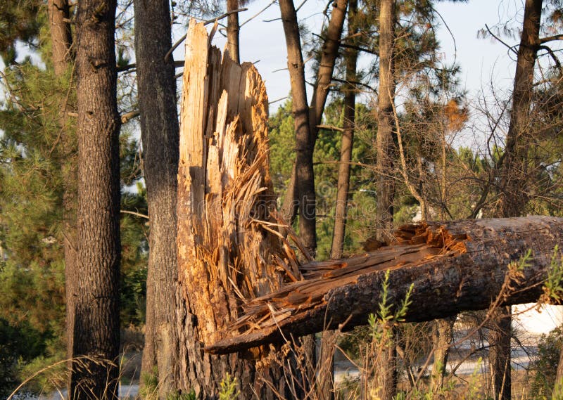 Broken tree trunk stock image. Image of aged, stump, nature - 72076943