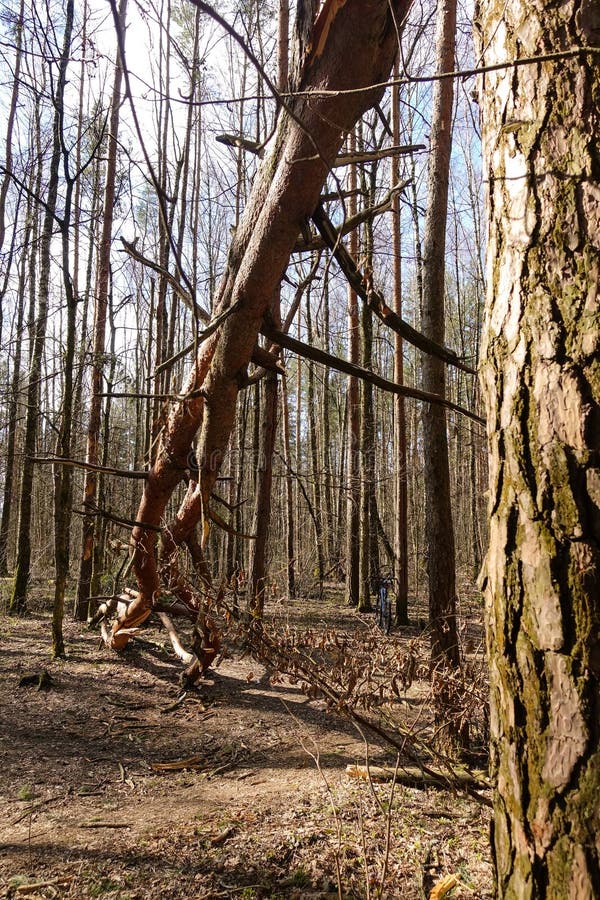 Broken Tree Trunk in the Woods. Fallen Trees Stock Photo - Image of ...