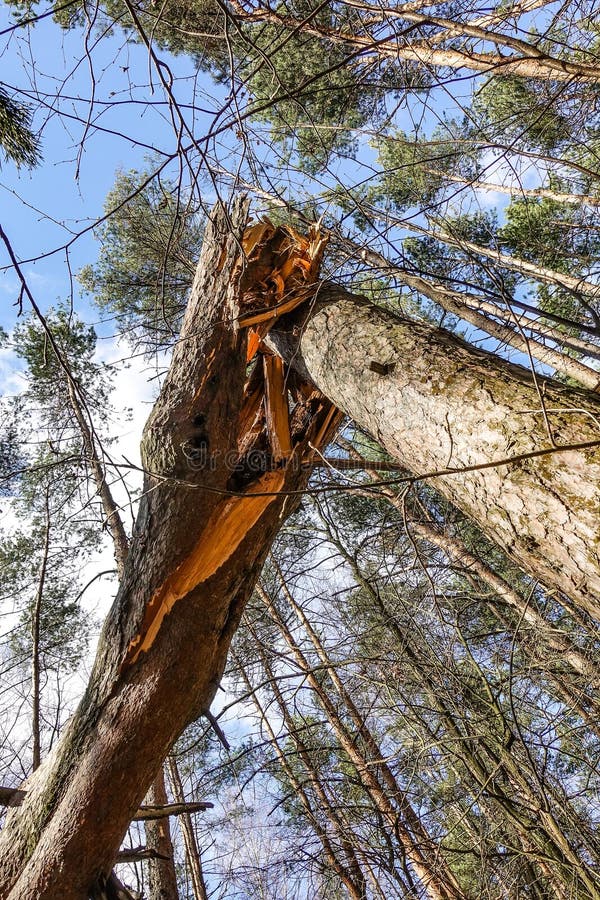 Fallen, Broken, and Greatly Damaged Trees in the Deep Woods Stock Photo ...