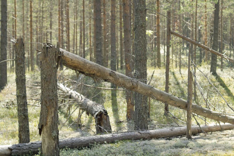 Broken Tree Trunk in the Woods. Fallen Trees Stock Image - Image of ...