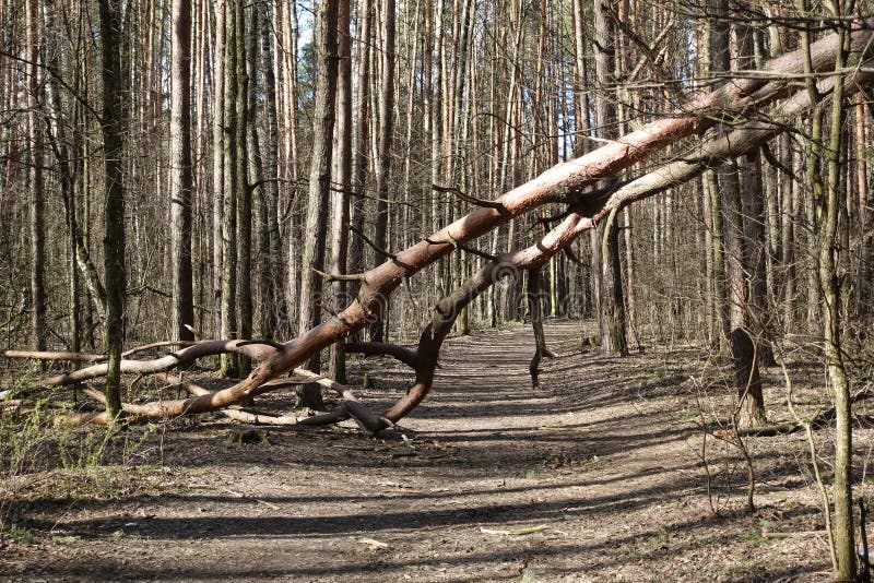 Broken Tree Trunk in the Woods. Fallen Trees Stock Photo - Image of ...