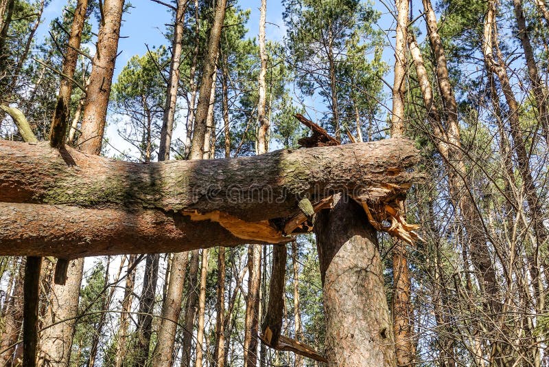 Broken Tree Trunk in the Woods. Fallen Trees Stock Photo - Image of ...